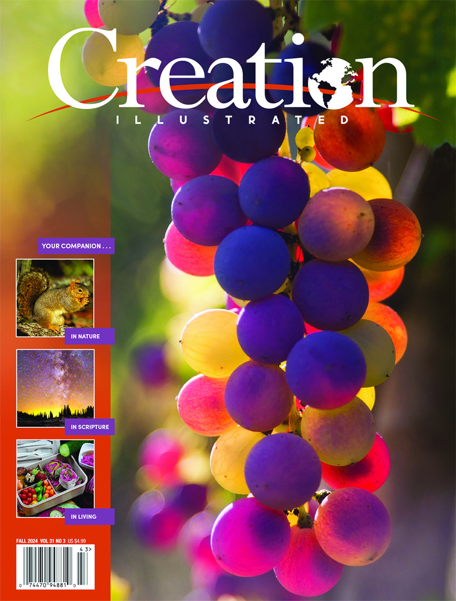 Creation Fall 2024 - Basic Christian Education